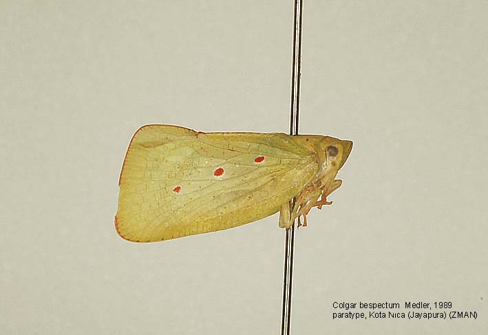 Papua Insects Foundation (Hemiptera/Auchenorrhyncha/leafhopper ...